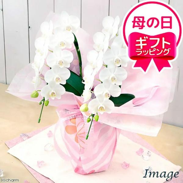 ●母の日ギフト●　●母の日ギフト2026●　ミディ胡蝶蘭　アマビリス　２本立ち　５号（１鉢）　_gardening　_interior　（観葉植物）　mathersdaygoods　motherran　sfset　smset　ガーデニング　...