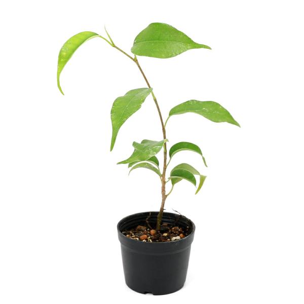 paludariumplants　観葉植物　観葉　邑楽店　_gardening　_hachu　_kame　園芸　ガーデニング　ビバリウム　アクアテラリウム　パルダリウム　両爬向き植物水草　植物　植物生体　ガーデニング生体　育て方　育成方法　...