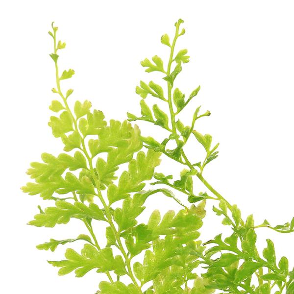 paludariumplants　パルダリウム　テラリウム　ネフロレピス　ミニビバリウムプランツ　育て方　育成方法　栽培方法　opa2_delete　しだ　羊歯　コットンキャンディ　Ｎｅｐｈｒｏｌｅｐｉｓ　Ｃｏｔｔｏｎ　Ｃａｎｄｙ　矮性品種...