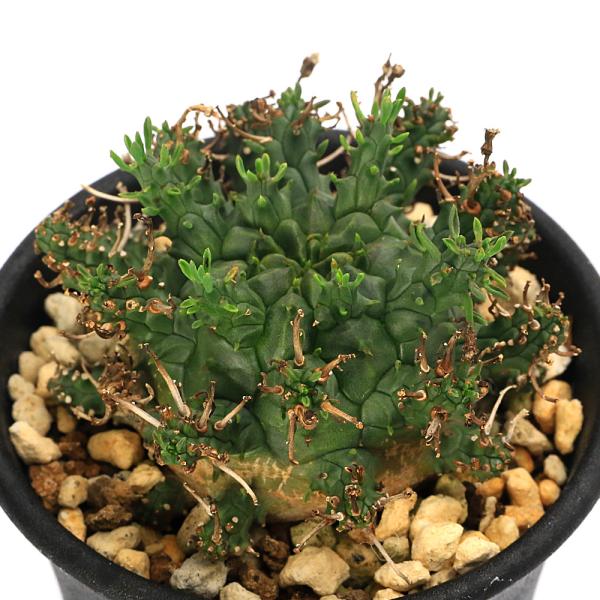（観葉植物）　_gardening　ガーデニング　サボテン・多肉植物植物　インテリア　tanikuplapot_series　植物　植物生体　ガーデニング生体　トウダイグサ科ユーフォルビア属　育て方　育成方法　栽培方法　観葉植物　Ｅｕｐｈｏ...
