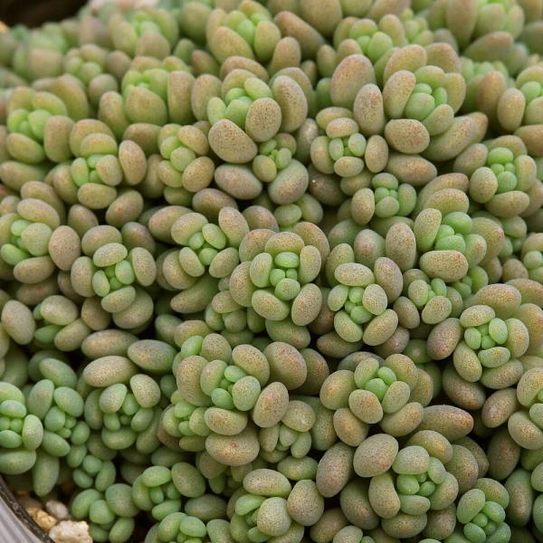 ガーデニング　観葉植物　多肉植物　セダム　育て方　育成方法　栽培方法　セダム　パープルヘイズ　Ｓｅｄｕｍ　ｓｐａｔｈｕｌｉｆｏｌｉｕｍ　Ｐｕｒｐｌｅ　Ｈａｚｅ　ベンケイソウ科　セダム属　toukihassouhuka　rknd　2025tu...