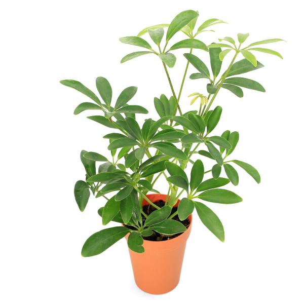 観葉植物　ガーデニング　ウコギ科　フカノキ属　シェフレラ属　Schefflera　arboricola　‘Hong　Kong　compacta’　ヤドリフカノキ　香港カポック　ホンコンカポック　シェフレラシリーズ　植物　植物生体　ガーデニン...