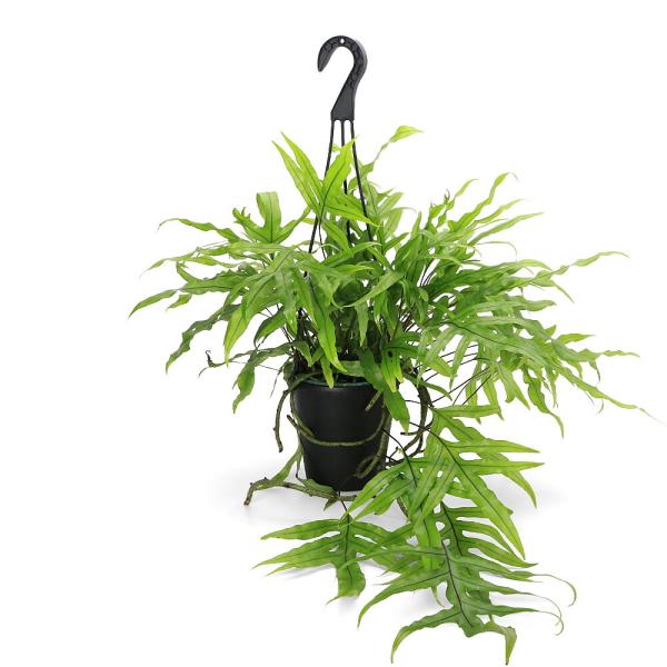 _gardening　_hachu　_kame　観葉　ガーデニング　ビバリウム　アクアテラリウム　パルダリウム　水草　シダ　Ｍｉｃｒｏｓｏｒｕｍ　ｄｉｖｅｒｓｉｆｏｌｉｕｍ　シダ植物　羊歯植物　歯朶植物　shida_series　ミクロソリ...