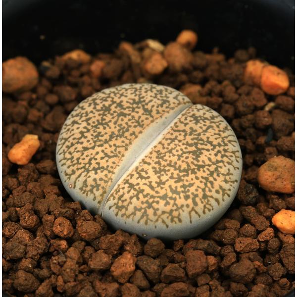_hachu　_kame　ガーデニング　サボテン・多肉植物　リトープス　_gardening　育て方　育成方法　栽培方法　観葉植物　Lithops　julii　var.　kimberley　form　リビングストーン　opa2_delete...