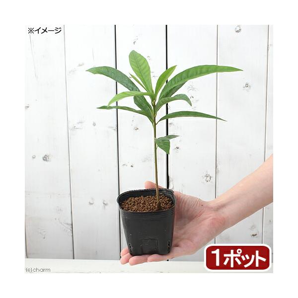 ガーデニング　果物　苗　果樹苗　果樹苗木　育て方　育成方法　栽培方法　エッグフルーツ　クダモノタマゴ　果実　庭木　アカテツ科　オオミアカテツ属　Ｐｏｕｔｅｒｉａ　ｃａｍｐｅｃｈｉａｎａ　20171228　ＴＳ　カニステル　観葉植物　opa2...