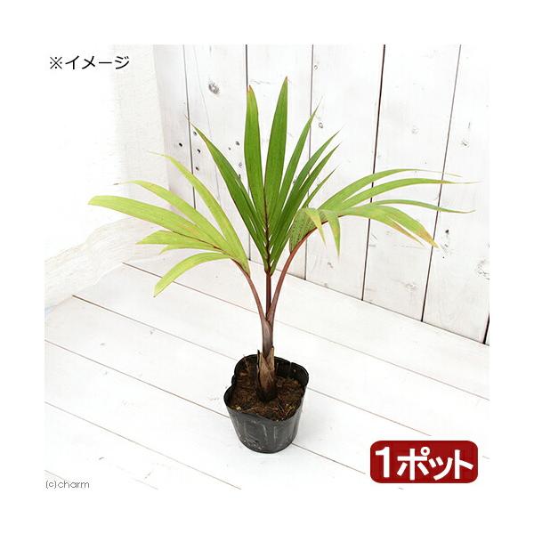 植物　ヤシ　プレンセスヤシ　植物生体　ガーデニング生体　育て方　育成方法　栽培方法　20171224　TS　ヤシ科　アミタネヤシ属　Ｄｉｃｔｙｏｓｐｅｒｍａ　ａｌｂｕｍ　ハリケーンパーム　シロアミダネヤシ　観葉植物　opa2_delete　...