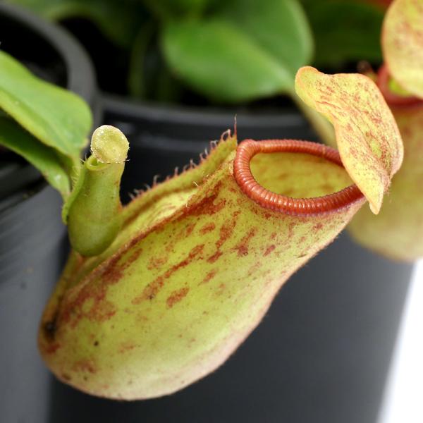 paludariumplants　パルダリウム　テラリウム　_gardening　_hachu　_kame　観葉植物　園芸　ガーデニング　ビバリウム　アクアテラリウム　食虫植物　ネペンテス　ウツボカズラ　nepenthaceae　Nepen...