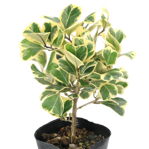 観葉　邑楽店　_hachu　_kame　_gardening　観葉植物　園芸　ガーデニング　ビバリウム　アクアテラリウム　パルダリウム　両爬向き植物　クワ科　イチジク属　Ficus　triangularis　ハートの木　ハートボダイジュ　サ...