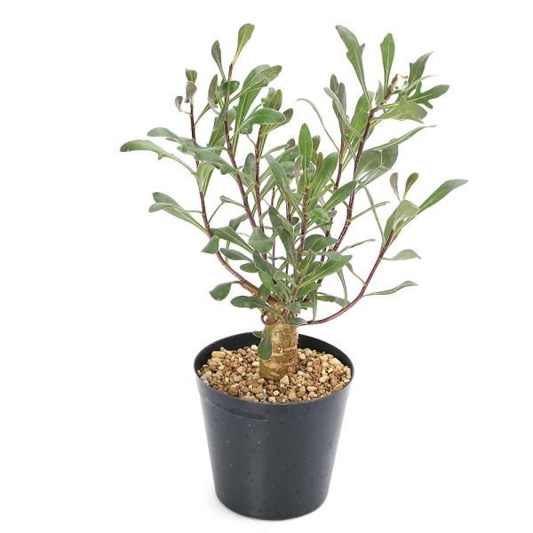 interior　（観葉植物）　_gardening　_hachu　sfset　ガーデニング　サボテン・多肉植物　サボテン　all_plants　実生　育て方　育成方法　栽培方法　観葉植物　キク科オトンナ属　レア　人気種　こん棒状の葉　多肉...