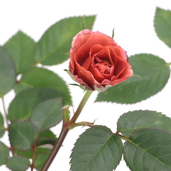 _gardening　ガーデニング　花　ミニバラ　バラ　薔薇　mathers_flower0410　母の日　nos_hsi0414　母の日バラ　爛漫シリーズ　ミニバラシリーズ　eilwpdqo99　夏植物大　roseitem_series　...