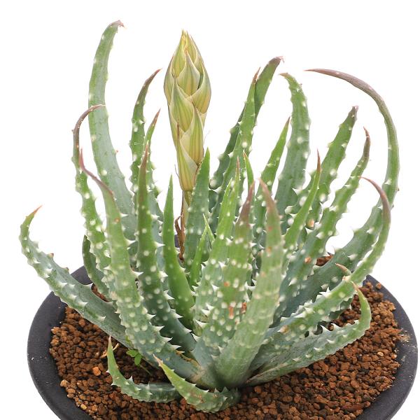 アロエ　フミリス　多肉植物　多肉　ツルボラン科アロエ属　ｌｏｅ　ｈｕｍｉｌｉｓ　育て方　toukihassouhuka　rknd　2026tuuki　y26m02