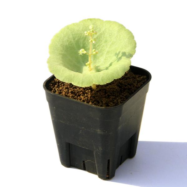 （観葉植物）　interior　観葉植物　_gardening　_hachu　sfset　ガーデニング　サボテン・多肉植物　サボテン　all_plants　実生　育て方　育成方法　栽培方法　ベンケイソウ科クラッスラ属　Ｃｒａｓｓｕｌａ　ｕｍ...