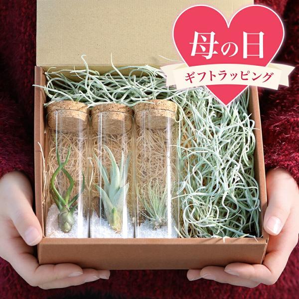 エアープランツ　チランジア　Ｔｉｌｌａｎｄｓｉａ　インテリアプランツ　スタンドガラス　ガーデニング　gardening　観葉植物　プレゼント　cno　y26m01　2026tuuki　creategardening　●母の日ギフト●　●母の...