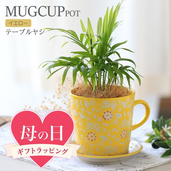観葉植物　ガーデニング　ダイス陶器鉢植えシリーズ　陶器鉢植えシリーズ　植物　植物生体　ガーデニング生体　toukibachikannyou_series　20160413　ＴＫ　pottery_plant_series　育て方　育成方法　栽...