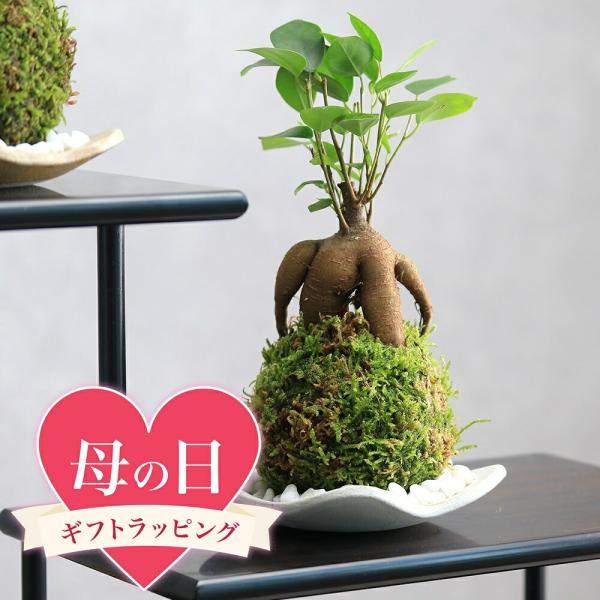 こけだま　苔玉　ガーデニング　コケ　苔　観葉植物　こけ玉　和　和風　侘び寂び　わびさび　Ｃbanner_kokedama　植物　植物生体　ガーデニング生体　育て方　育成方法　栽培方法　敬老の日　●母の日ギフト●　●母の日ギフト2026●　w...