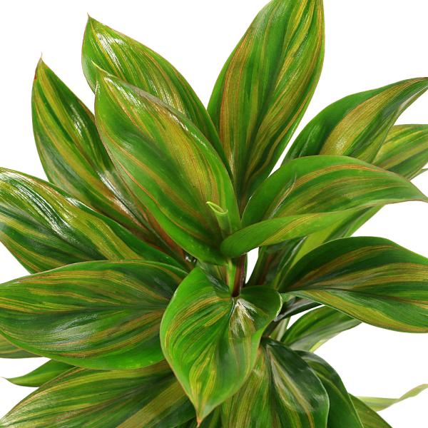 コルジリネ　フルティコサ　ハーレクイン　Ｃｏｒｄｙｌｉｎｅ　ｆｒｕｔｉｃｏｓａ　観葉植物　熱帯植物　常緑多年草 rknd　2026tuuki　y26m03toukihassouhuka