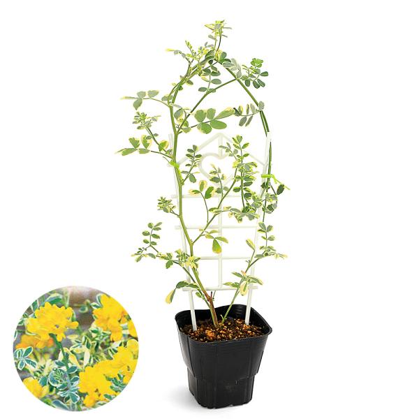 （観葉植物）　_hachu　_gardening　_kame　opa2_delete　観葉植物　ガーデニング　エニシダ　山野草　Cytisus　scoparius　エニスダ　金雀児　金枝雀　マメ科エニシダ属　常緑性低木　ヨーロッパ　北アフリ...