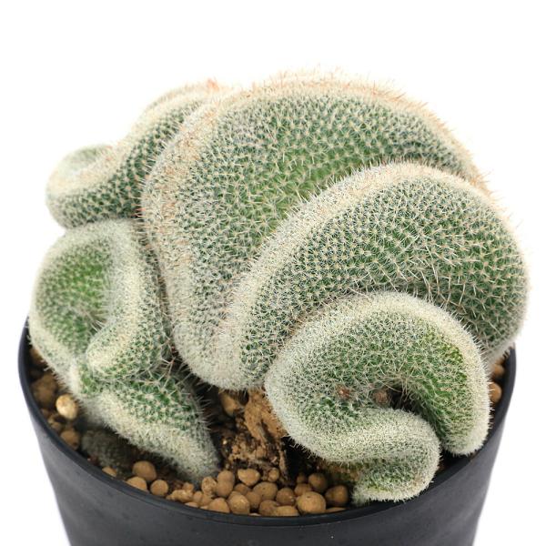 観葉植物　ガーデニング　サボテン　cactus_series　植物　植物生体　ガーデニング生体　ビバリウム　アクアテラリウム　パルダリウム　育て方　育成方法　栽培方法　多肉　多肉植物　カクタス　シャボテン　仙人掌　Ｍａｍｍｉｌｌａｒｉａ　ｈ...