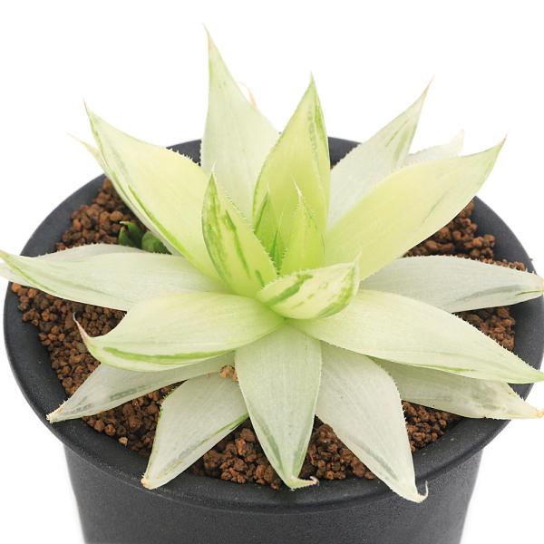 ガーデニング　サボテン・多肉植物　ハオルチア　白帝城　Haworthia　ｓｐ．　育て方　育成方法　栽培方法　観葉植物　アロエ科　多肉　多肉植物　カクタス　シャボテン　仙人掌　仙女冠　ｙ26ｍ04　dta　toukihassouhuka