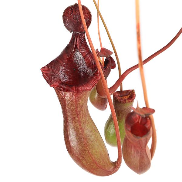 paludariumplants　パルダリウム　テラリウム　_gardening　sfset　観葉植物　_hachu　園芸　Nepenthes briggsiana食虫植物　ネペンテス　ウツボカズラ　食虫植物シリーズ　アラタ　植物　植物生体...