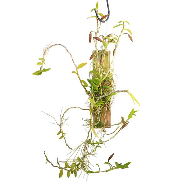 paludariumplants　_gardening　観葉植物　園芸　ガーデニング　ビバリウム　アクアテラリウム　パルダリウム　花　苗　洋ランシリーズ　洋蘭　着生ラン　デンドロビウム　植物　植物生体　ガーデニング生体　育て方　育成方法　栽...