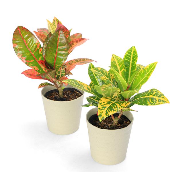 （観葉）　（邑楽店）　観葉植物　園芸　ガーデニング　ビバリウム　アクアテラリウム　パルダリウム　両爬向き植物　トウダイグサ科　クロトンノキ属　Codiaeum variegatum ‘Petra’　ヘンヨウボク　変葉木　ガーデニング　クロト...