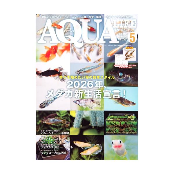 メーカー：エムピージェー アクアライフ　５月号（２０２６）　4912014550562　アクアリウム　アクアリウム用品　アクア用品　アクア　書籍　定期刊行誌　一般　ＡＱＵＡ　ＬＩＦＥ　エムピージェー　本　雑誌　魚　水草　観賞魚　淡水　海水　...