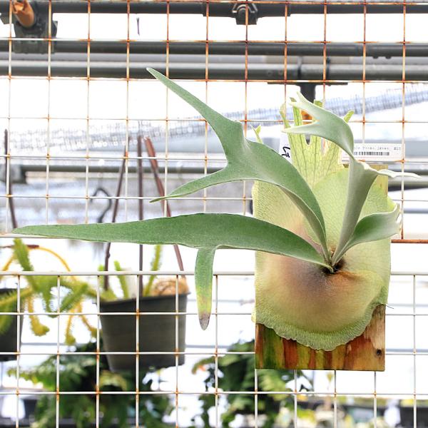 _gardening　_hachu　sfset　インテリア　観葉植物　園芸　ガーデニング　ビバリウム　アクアテラリウム　パルダリウム　コウモリラン　着生シダ　プラティケリウム　プラティセリウム　Platycerium　bifurcatum　...