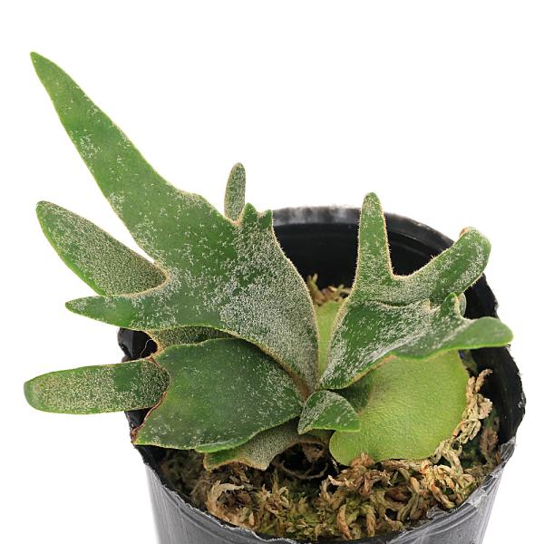 インテリア　観葉植物　園芸　ガーデニング　ビバリウム　アクアテラリウム　パルダリウム　コウモリラン　着生シダ　プラティケリウム　プラティセリウム　Platycerium　bifurcatum　ssp.　virgin_cork_green　c...