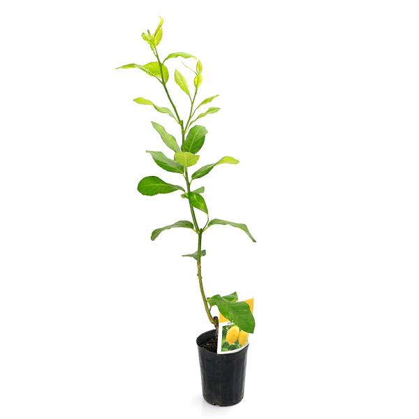 _gardening　ガーデニング　果物　苗　果樹苗木　かんきつ　カンキツレモン　リスボンレモン　果樹苗　Ｃｉｔｒｕｓ　ｌｉｍｏｎ　ミカン科　柑橘類　観葉植物　cno y26m04 2026tuuki　ｙ26ｍ05　weeklykanyou...