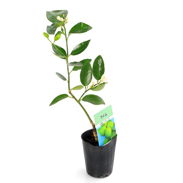 _gardening　ガーデニング　果物　苗　果樹苗木　かんきつ　カンキツ果樹苗　ライム　ミカン科　Ｃｉｔｒｕｓ　ａｕｒａｎｔｉｉｆｏｌｉａ　Ｃｉｔｒｕｓ　ｌａｔｉｆｏｌｉａ　常緑果樹　柑橘類　観葉植物　cno y26m04 2026tuu...