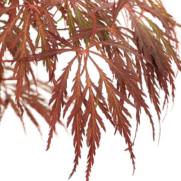 ガーデニング　山野草　もみじ　Ａｃｅｒ　ｓｐ．　カエデ　楓　紅葉　植物　植物生体　ガーデニング生体　育て方　育成方法　栽培方法　カエデ科　カエデ属　庭木　樹木　稲葉シダレ　稲葉シダレ　枝垂れモミジ　シダレモミジ しだれもみじ　枝垂れ紅葉　シ...