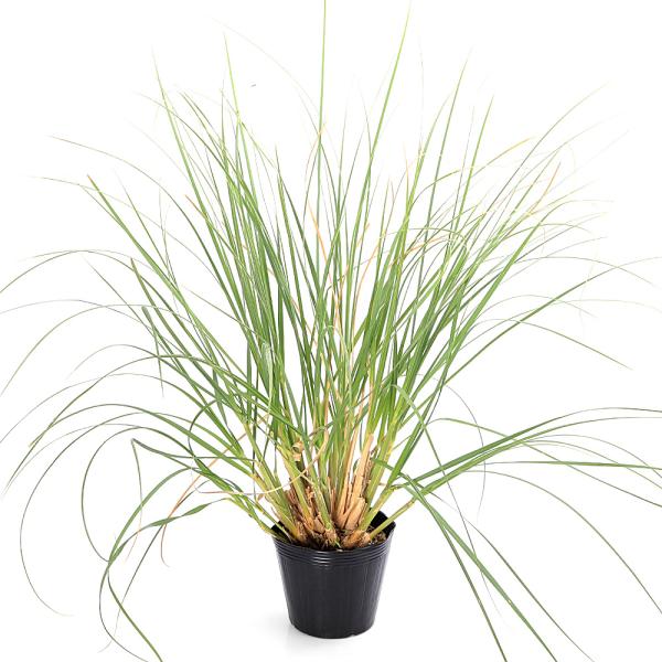観葉植物 パンパスグラス　タイニーパンパ　コルタデリア　シロガネヨシ　Ｃｏｒｔａｄｅｒｉａ　ｓｅｌｌｏａｎａ　Ｔｉｎｙ　Ｐａｍｐａ cno y26m06 2026tuuki