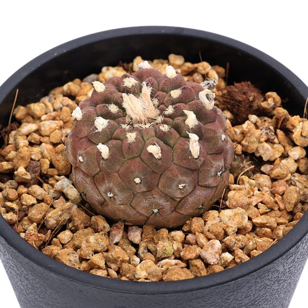 （観葉植物）　_gardening　_hachu　sfset　ガーデニング　サボテン・多肉植物　サボテン科コピアポア属　all_plants　育て方　bizarre_series　育成方法　栽培方法　観葉植物　サボテン科コピアポア属　南米　...