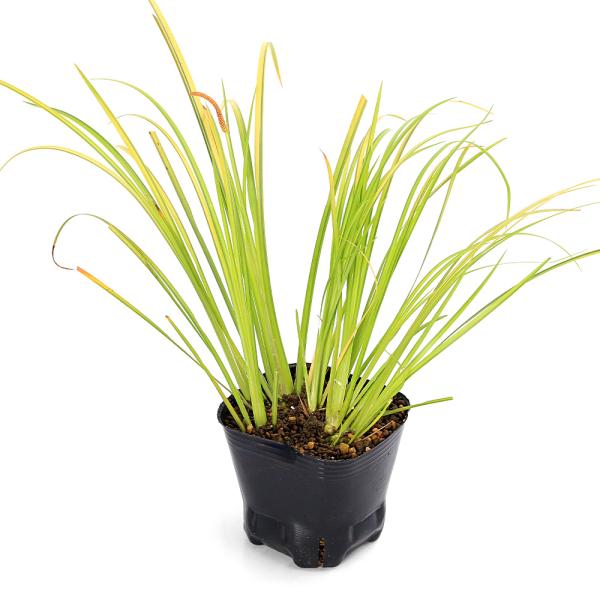 金魚・メダカ　_aqua　_gardening　ビオトープ　水辺植物　水生植物　ガーデニング　その他水辺植物　all_plants　植物　植物生体　ガーデニング生体　育て方　育成方法　栽培方法　湿性植物　evergreen_常緑_管理　アコ...
