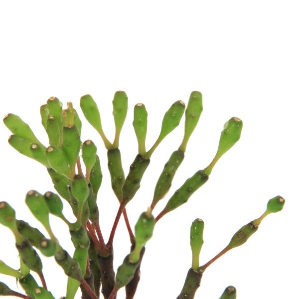 _hachu　_kame　_gardening　ガーデニング　サボテン植物　育て方　育成方法　栽培方法　観葉植物　苗　鉢植え　ポット　ガーデニング生体　管理方法　植物　植物生体　090list　水やり　森のサボテン　ジャングルサボテン　花　...