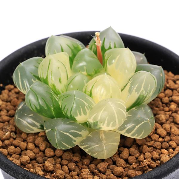 （観葉植物）　ガーデニング　サボテン・多肉植物植物　ハオルチア　アカンコ　all_plants　_gardening　Haworthia　ｓｐ．　育て方　育成方法　栽培方法　観葉植物　アロエ科　　多肉　多肉植物　カクタス　シャボテン　仙人掌...