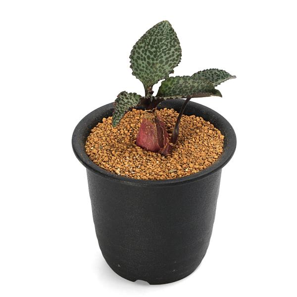 ドリミオプシス　キキアエ　多肉植物　珍奇植物　Ｄｒｉｍｉｏｐｓｉｓ　ｋｉｒｋｉｉ　ジャイアントスクイール、ミーズルスリーフ　育て方　rknd　2026tuuki　y26m06
