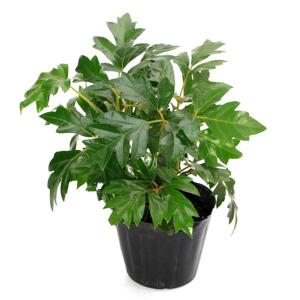ガーデニング　観葉植物　園芸　ガーデニング　植物　植物生体　ガーデニング生体　_gardening　育て方　育成方法　栽培方法　Ｃｉｓｓｕｓ　ｒｈｏｍｂｉｆｏｌｉａ　ロンビフォリア　ブドウ科　シッサス属　非耐寒性多年草　ヘデラ　（観葉植物）...