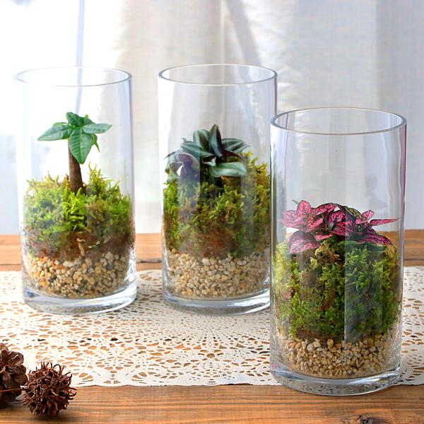line2462terarium　観葉植物　_gardening　_aqua　koketera　ＭＳ34　_hachu　苔Ｔｅｒｒａシリーズ　テラリウムガラス　テラリウムキット　コケシリーズ　terrarium　ガーデニング　苔　苔テラリウ...