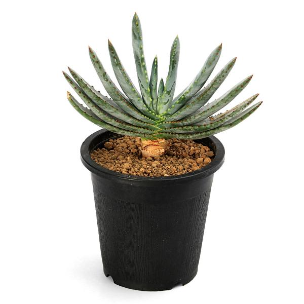 アロエ　コンプレッサ　シストフィラ　アロエ・コンプレッサ・シストフィラ　アロエ・コンプレッサ・スキストフィラ　Ａｌｏｅ　ｃｏｍｐｒｅｓｓａ　ｖａｒ．　ｓｃｈｉｓｔｏｐｈｉｌａ　マダガスカル　アロエ属　多肉　多肉植物　rknd　2026tuu...