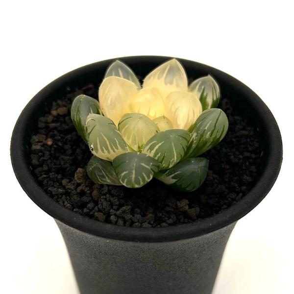 （観葉植物）　ガーデニング　サボテン・多肉植物植物　ハオルチア　アカンコ　all_plants　_gardening　Haworthia　ｓｐ．　育て方　育成方法　栽培方法　観葉植物　アロエ科　　多肉　多肉植物　カクタス　シャボテン　仙人掌...