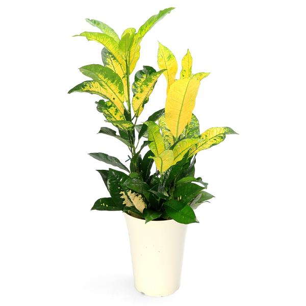 観葉植物　園芸　ガーデニング　ビバリウム　アクアテラリウム　パルダリウム　両爬向き植物　トウダイグサ科　クロトンノキ属　Codiaeum　variegatum　'Summer　Prince'　'Summer　Princess'　ヘンヨウボク...