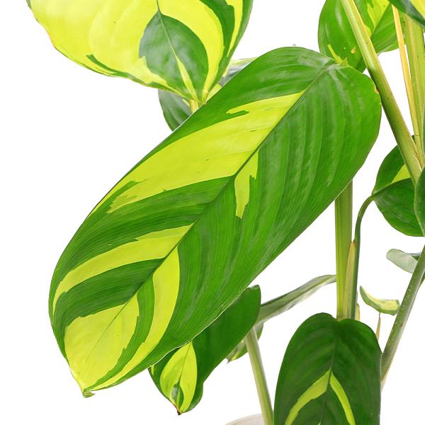 ｔｅｎａｎｔｈｅ　ｂｕｒｌｅｍａｒｘｉｉ　Ａｍａｇｒｉｓ　クテナンテ　クテナンセ　アマグリス　観葉植物　ブルレーマルクシー　育て方　ｙ26ｍ07　2026tuuki　shouri