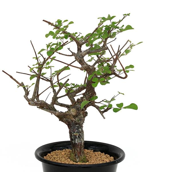 観葉植物　観葉　邑楽店　ガーデニング　多肉植物　コーデックス　育て方　育成方法　栽培方法　熱帯植物　塊根植物　ビザールプランツ　Caudex　かいこん　Ｋｕｍａｒａ　ｐｌｉｃａｔｉｌｉｓ　ロエ・プリカティリス　碧玉扇　へきぎょくせん　中東　...
