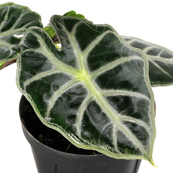 アロカシア　パラソル　アローカシア・パラソル　Ａｌｏｃａｓｉａ　Ｐａｒａｓｏｌ　サトイモ科　アロカシア属　観葉植物　熱帯植物　インテリアグリーン　希少品種　常緑多年草　育て方　rknd　2026tuuki　y26m07