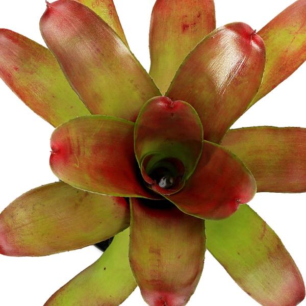 （観葉植物）　観葉植物　_gardening　_hachu　園芸　ガーデニング　ビバリウム　アクアテラリウム　パルダリウム　パイナップル科　ブロメリア　タンクブロメリア　着生植物　ネオレゲリア　ジューンナイト　Ｎｅｏｒｅｇｅｌｉａ　Ｊｕｎｅ...