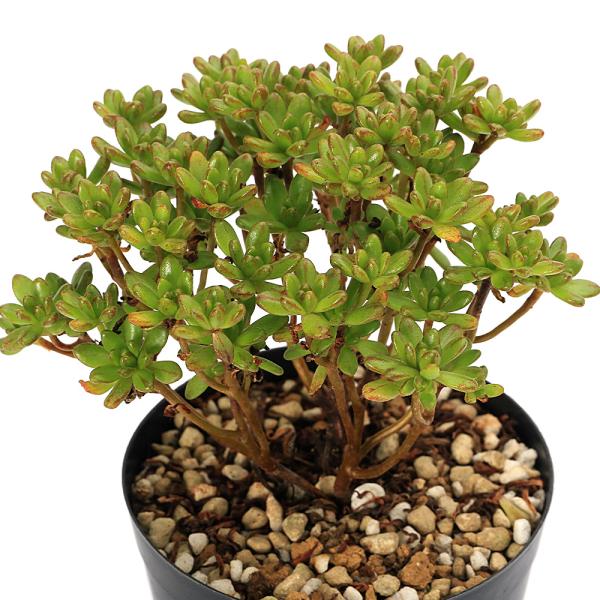 アエオニウム　小人の祭り　イモセカガミ　Ａｅｏｎｉｕｍ　ｓｅｄｉｆｏｌｉｕｍ　多肉　多肉植物　育て方　かわいい　可愛い　rknd　2026tuuki　y26m08　y26m07