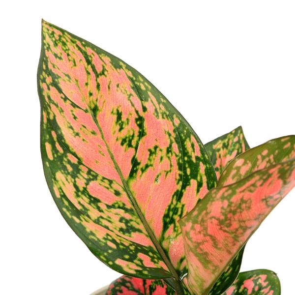 アグラオネマ　レッドバレンタイン　チャイニーズエバーグリーン　Ａｇｌａｏｎｅｍａ ｃｏｍｍｕｔａｔｕｍ 'Ｒｅｄ Ｖａｌｅｎｔｉｎｅ'　サトイモ科　アグラオネマ属　観葉植物　育て方　rknd　2026tuuki　y26m08　y26m07