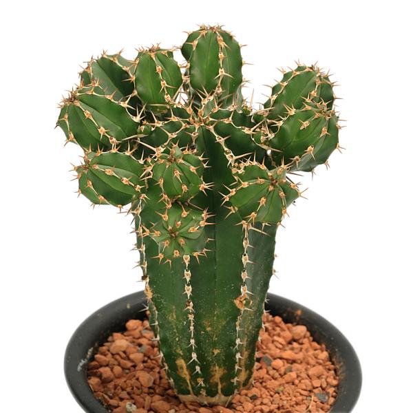 タイショウキリン　ウニキリン　ユーフォルビア　Ｅｕｐｈｏｒｂｉａ　ｅｃｈｉｎｕｓ　大正キリン　トウダイグサ科　ユーフォルビア属　モロッコ　育て方　多肉植物　rknd2026tuuki　y26m08　y26m07　weeklytaniku　i...